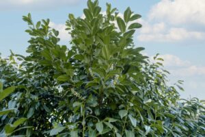 ᐅ Laurier-cerise : plantation et entretien